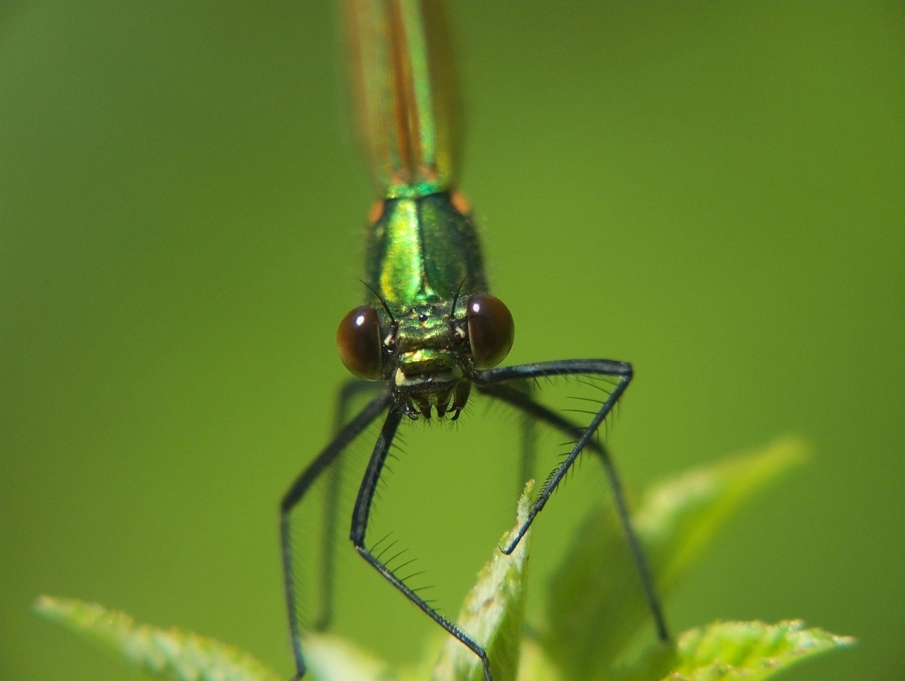 Mais de 10 imagens grátis de Caballito Volador e Caballito - Pixabay