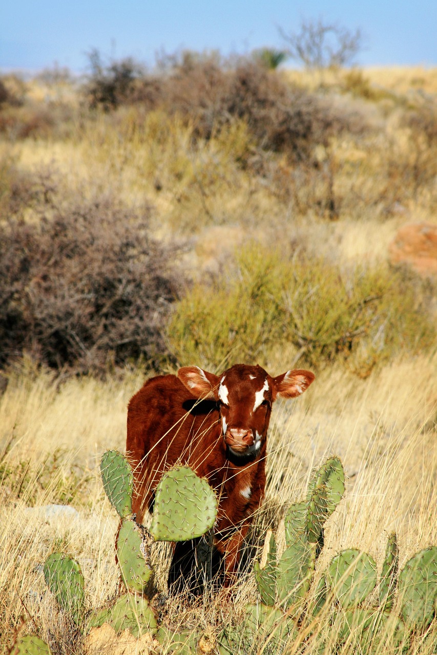Cow Cactus Cacti - Free photo on Pixabay - Pixabay