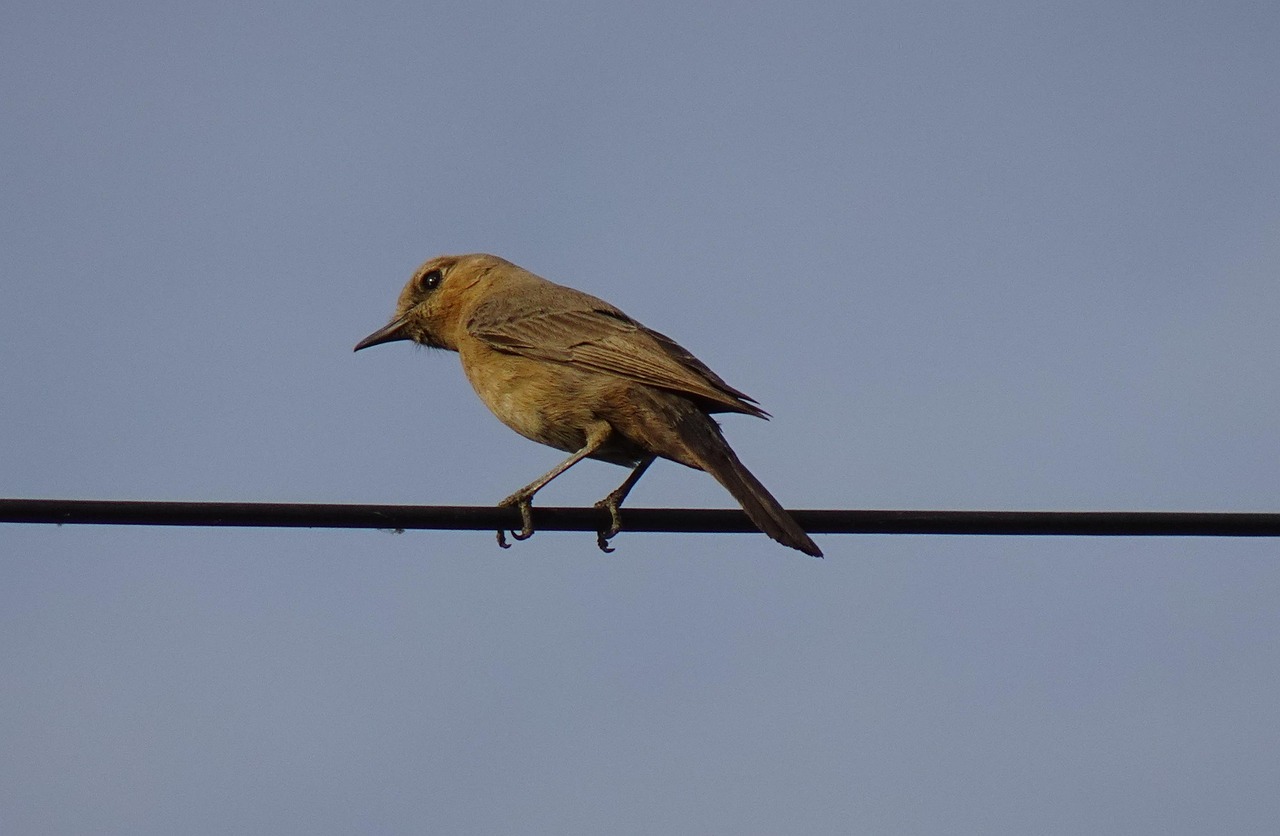 Bird Brown Rock Chat Indian - Free photo on Pixabay