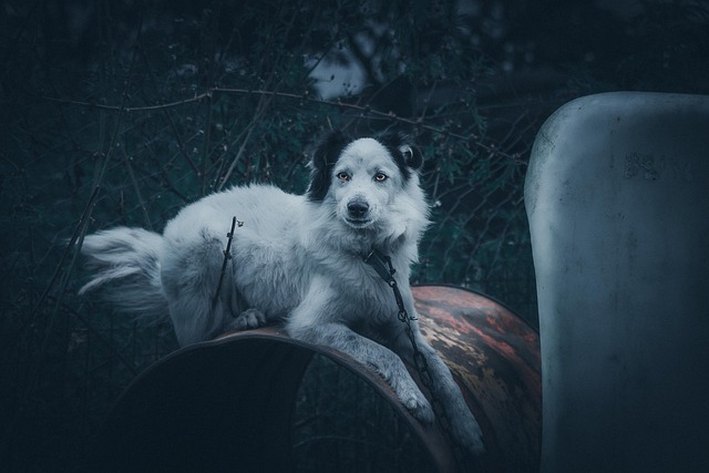 Cachorro Animal Doméstico - Foto gratuita no Pixabay - Pixabay