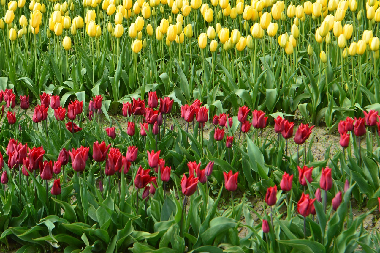 Tulips Flower Of Tulip Field - Free photo on Pixabay