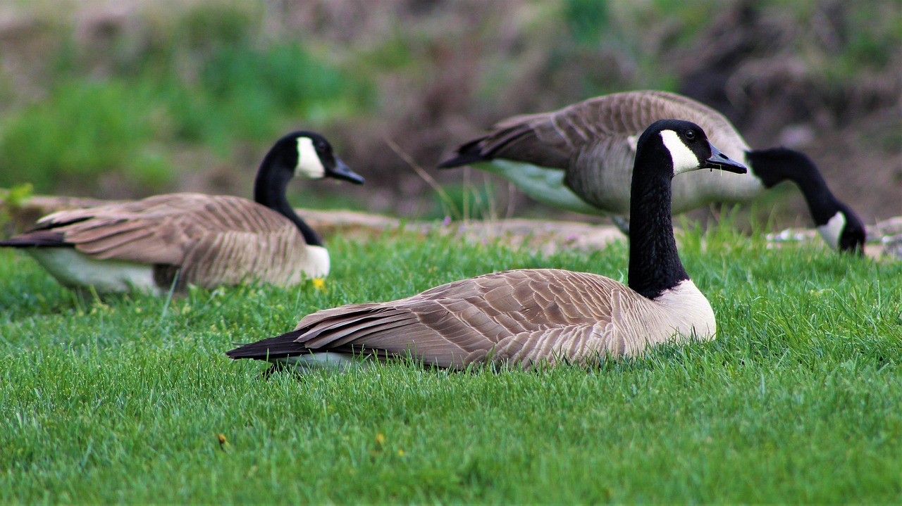 Canadian Geese Goose Fowl - Free photo on Pixabay - Pixabay