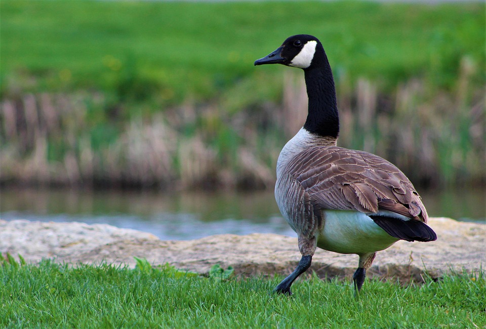 Canadian Goose Fowl Bird - Free photo on Pixabay - Pixabay