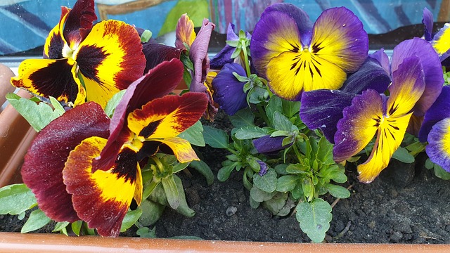 Flores Amores-Perfeitos - Foto gratuita no Pixabay - Pixabay