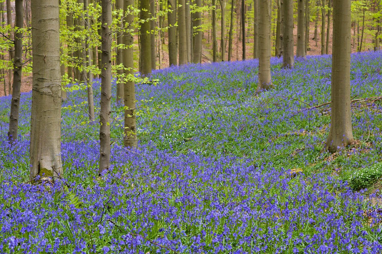 Nature Forest Hallerbos - Free photo on Pixabay - Pixabay