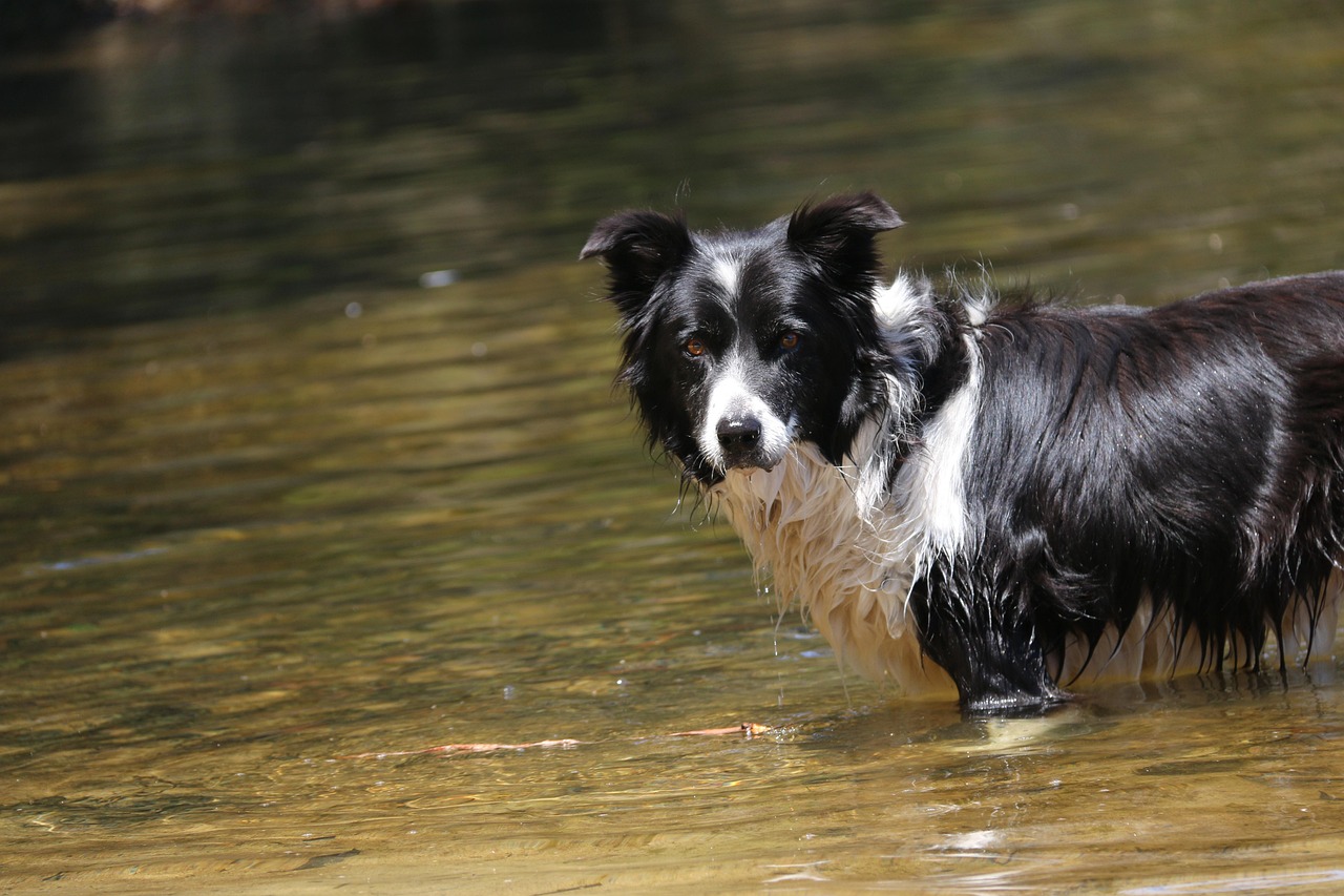 Colley L'Eau Chien Animal De - Photo gratuite sur Pixabay - Pixabay