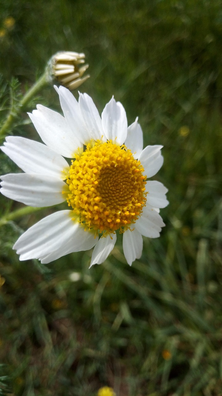 Blumen Wunderschöne Bilder Schönes - Kostenloses Foto auf Pixabay - Pixabay