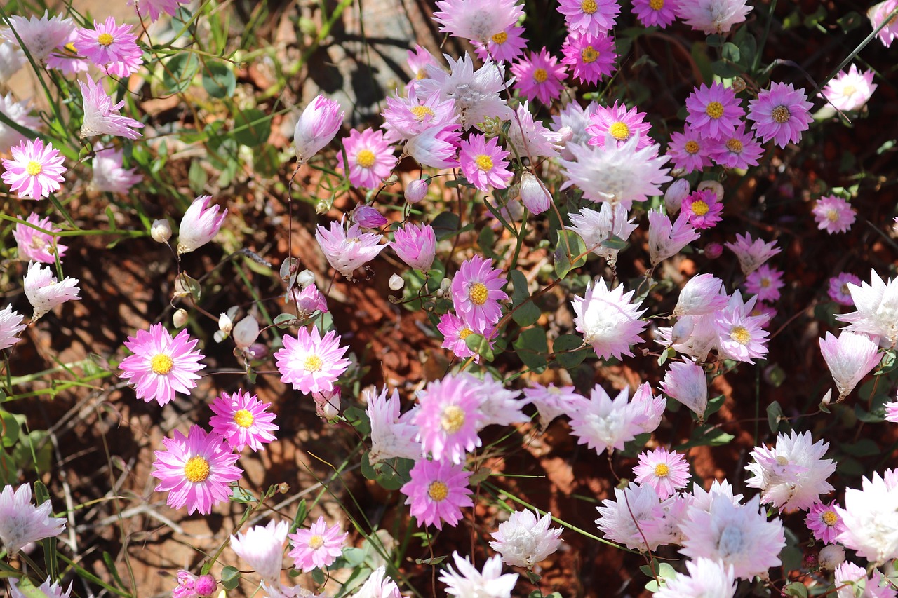 Wild Flowers Western Australia - Free photo on Pixabay - Pixabay