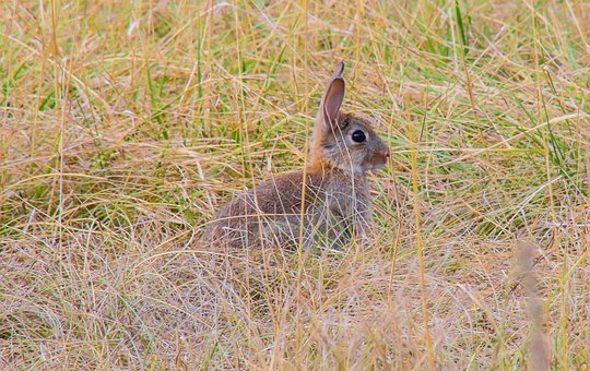 Plus de 10 photos gratuites de Lapereau et de Lapin