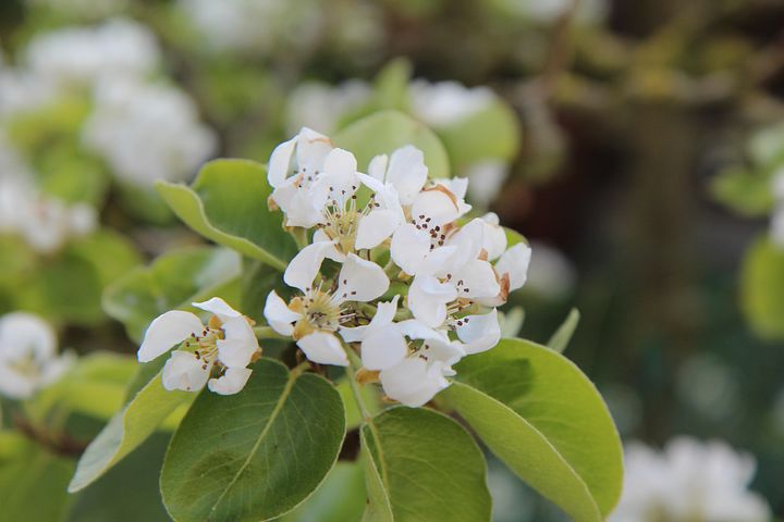 Plus de 200 images de Poiriers En Fleurs et de Printemps - Pixabay