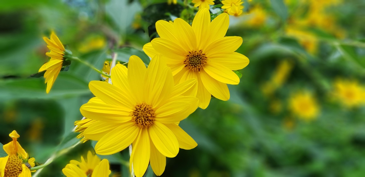 200+ Free Margarita Flowers & Nature Images - Pixabay