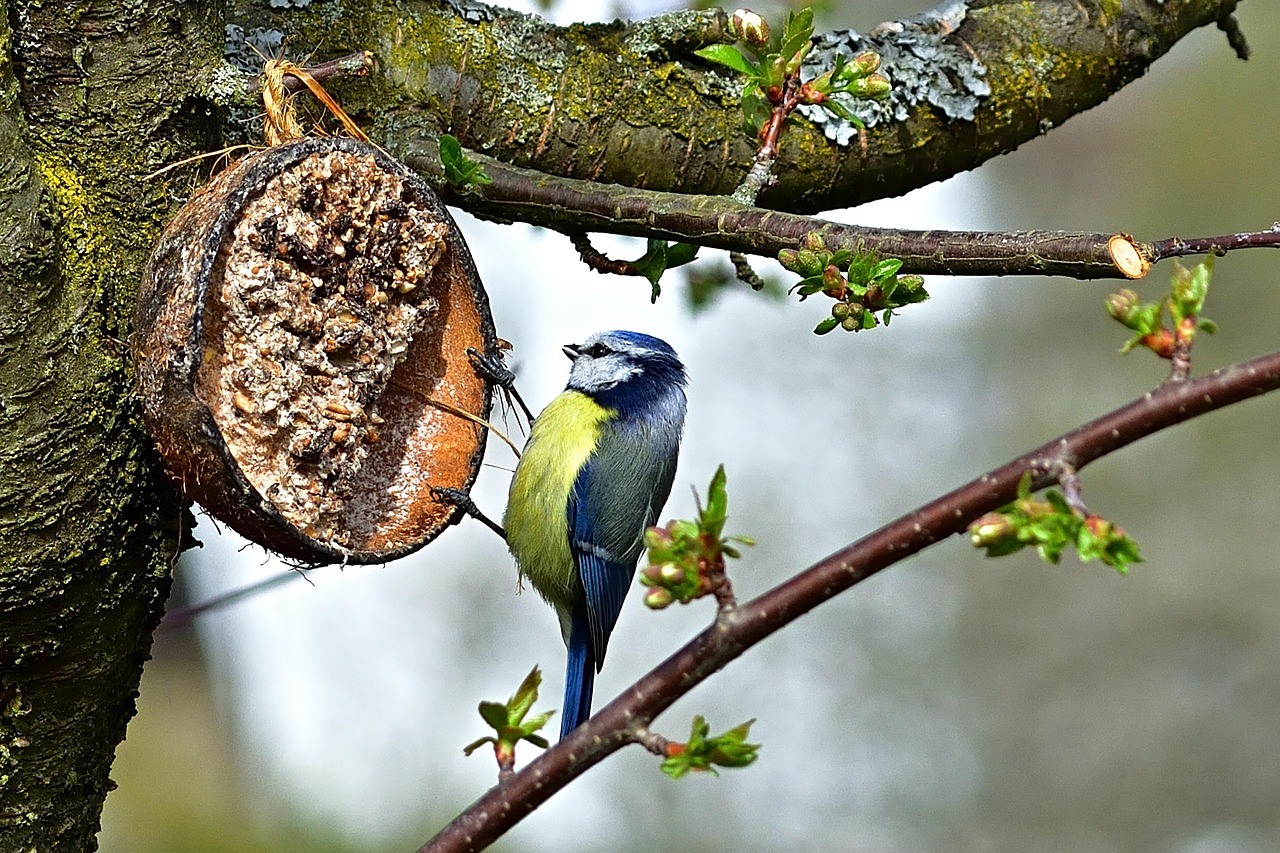 Natur Garten Blaumeise - Kostenloses Foto auf Pixabay - Pixabay