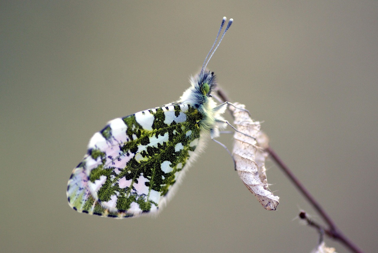 Mariposa Aurora Primavera - Foto gratis en Pixabay - Pixabay