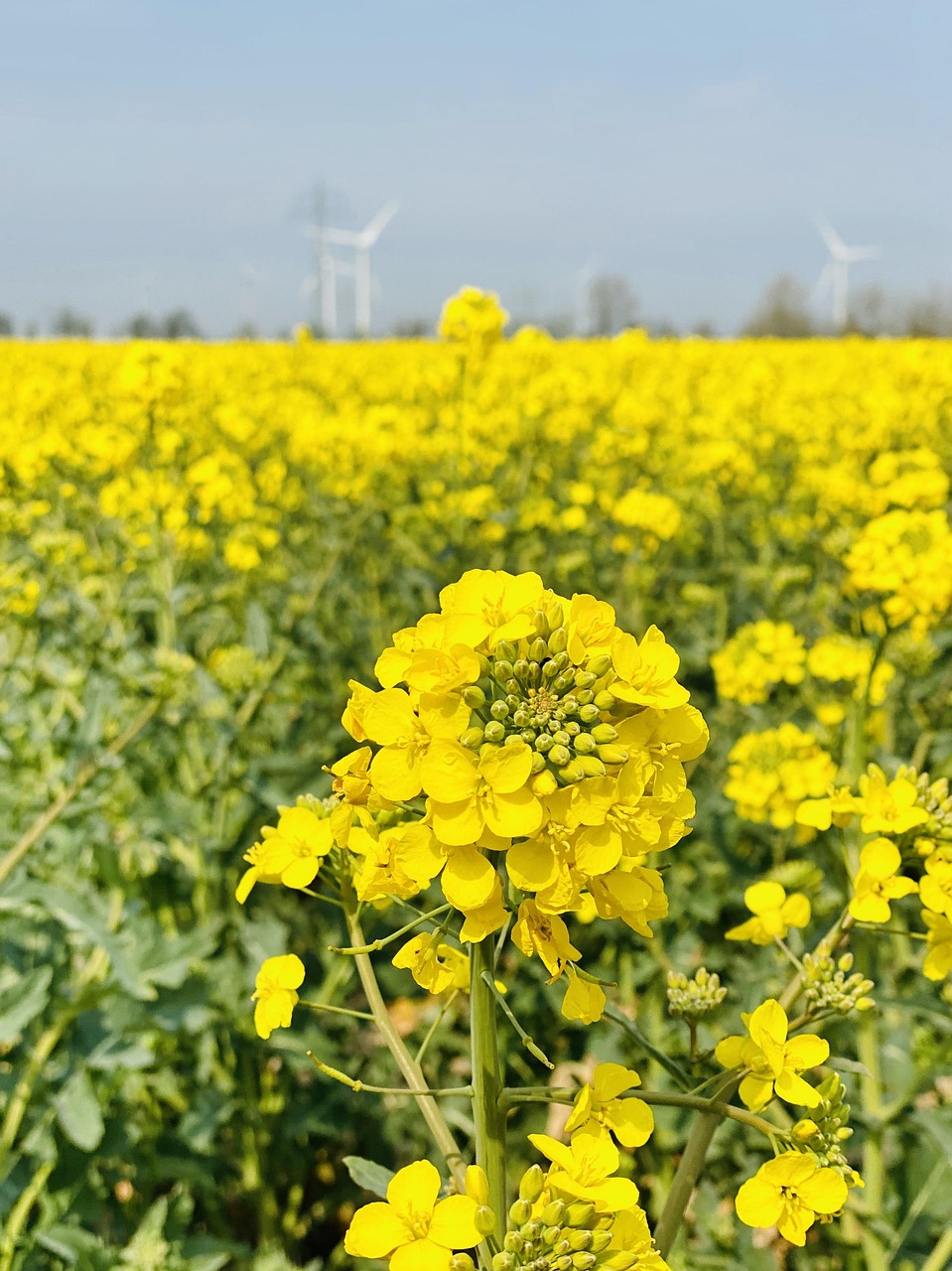 Field Of Rapeseeds Crooked - Free photo on Pixabay - Pixabay