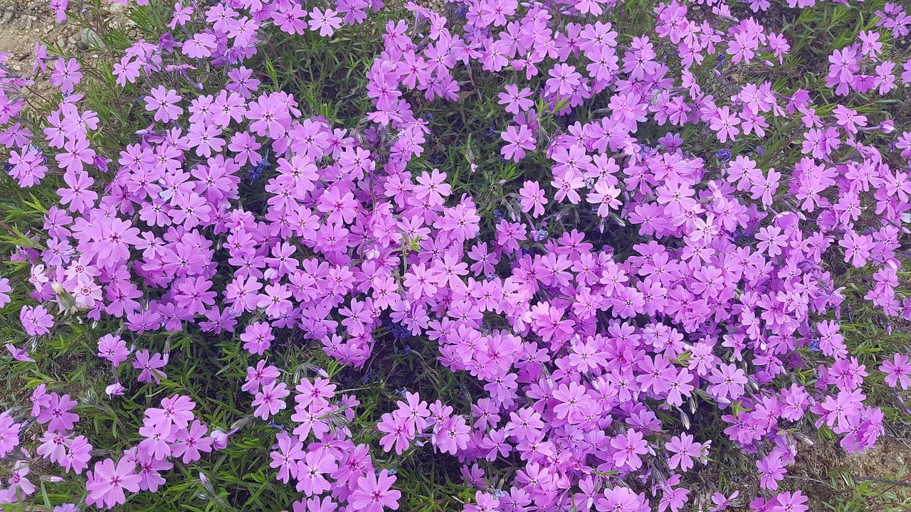 Flower Grass Spring Free Photo On Pixabay Pixabay