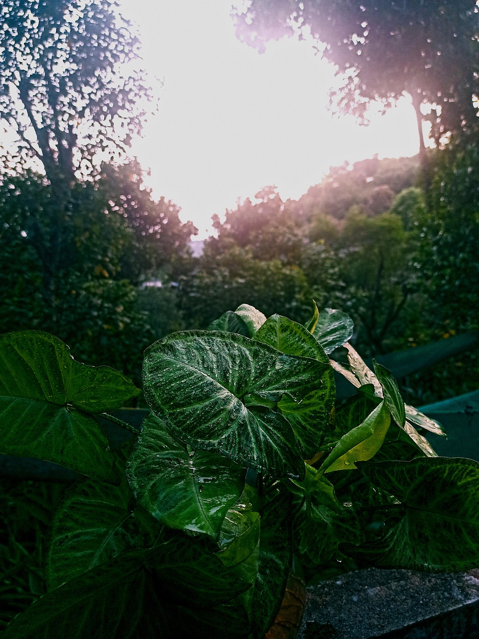 Natureza Folhas Planta - Foto gratuita no Pixabay - Pixabay