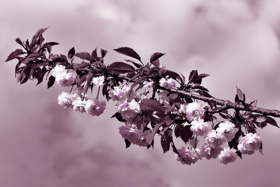 Branch Of Flowers Spring Pink - Free photo on Pixabay