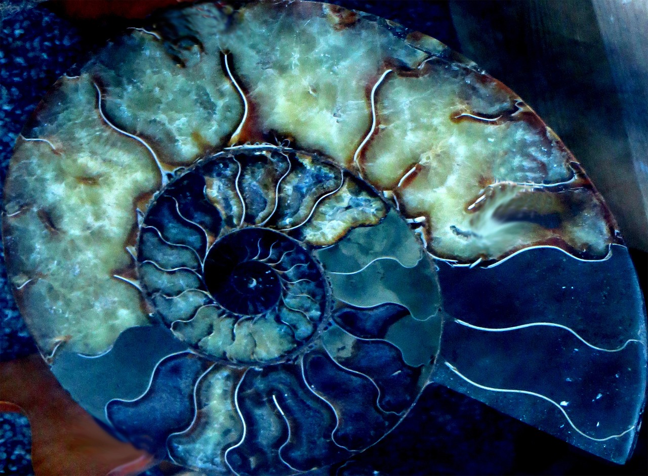 Ammonite Coquille Fossile - Photo gratuite sur Pixabay - Pixabay