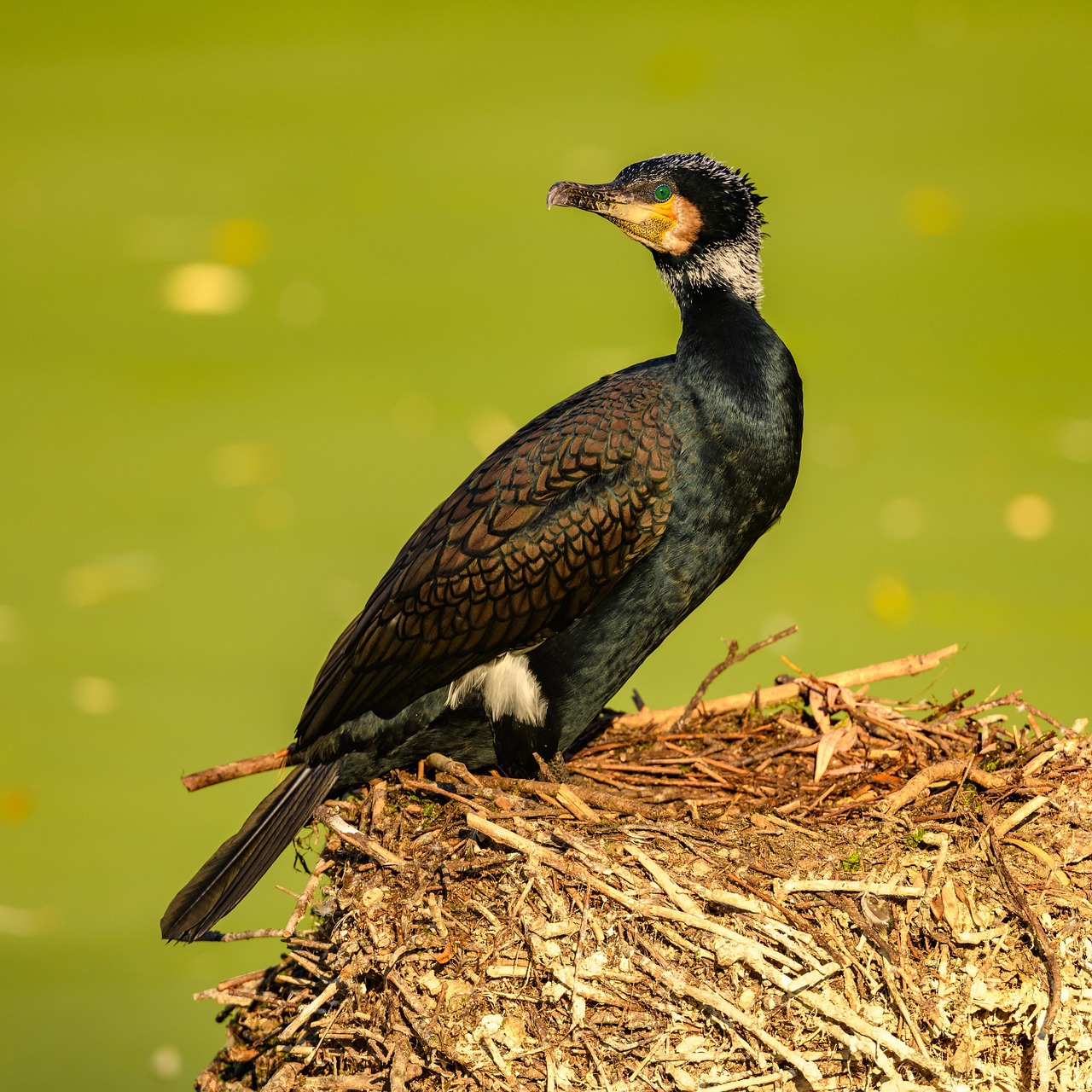 Cormorant Bird Black - Free photo on Pixabay - Pixabay
