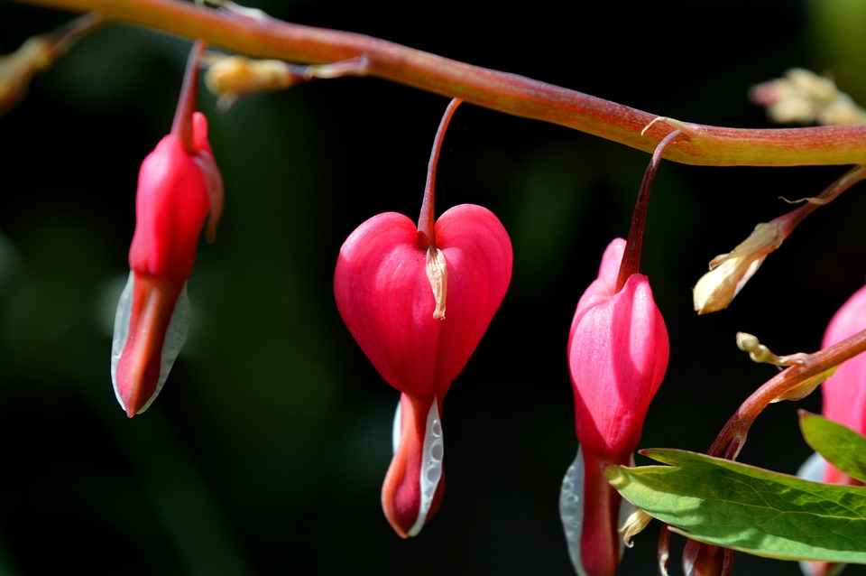 Bleeding Heart Flower Flowers - Free photo on Pixabay