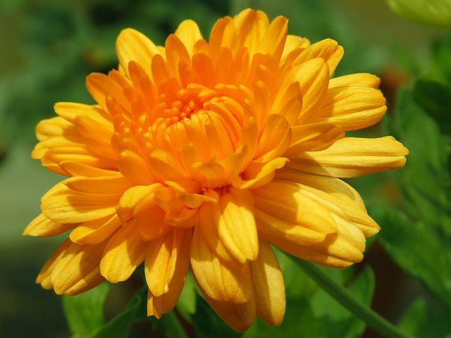 10+ Free Radium & Flower Images - Pixabay