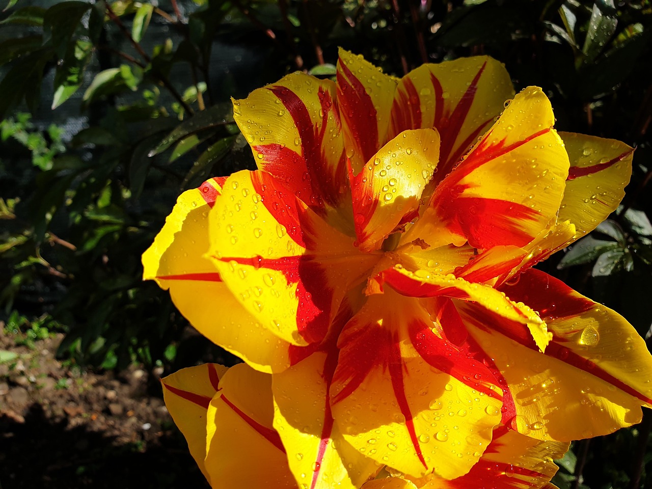 Kuning Bunga - Foto gratis di Pixabay - Pixabay