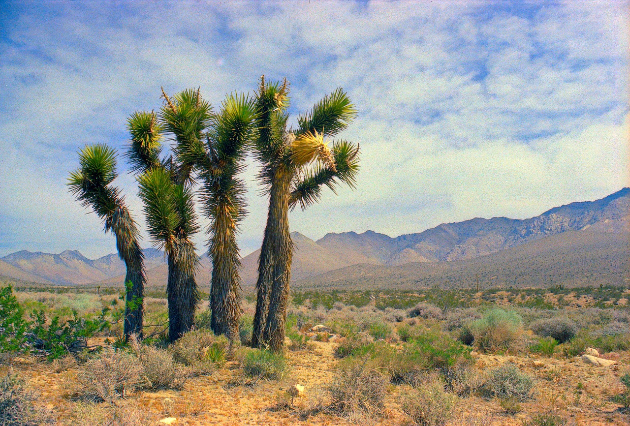 Palm Trees Mojave Desert - Free photo on Pixabay - Pixabay