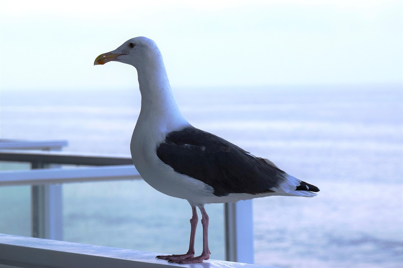 Gaviota Mar Naturaleza Fauna - Foto gratis en Pixabay - Pixabay