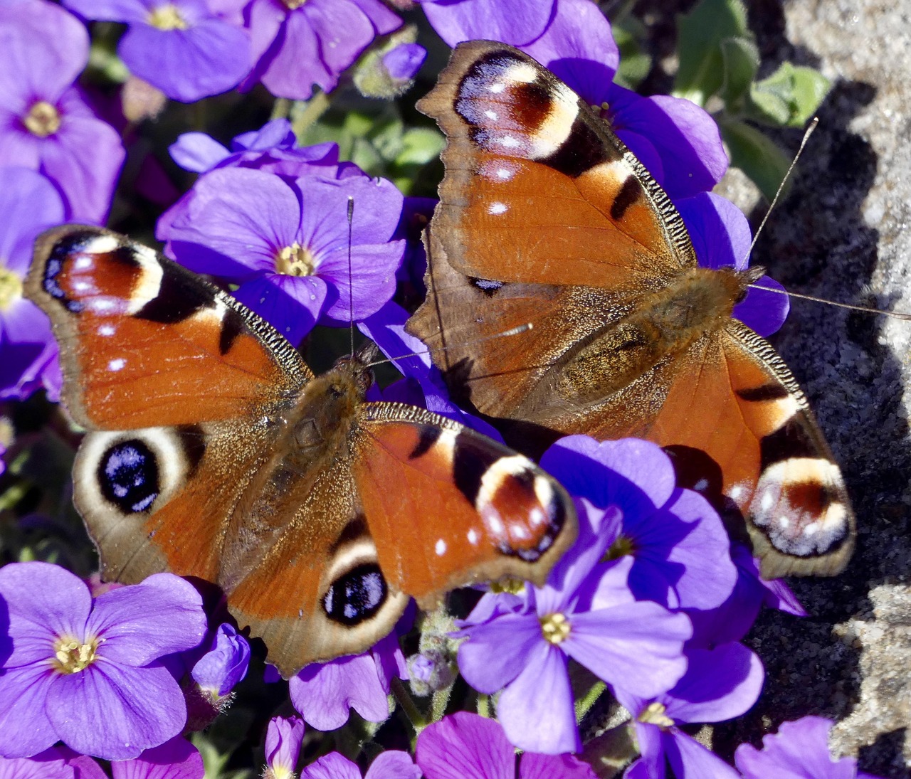 Riikinkukko Perhonen Luonne - Ilmainen valokuva Pixabayssa - Pixabay