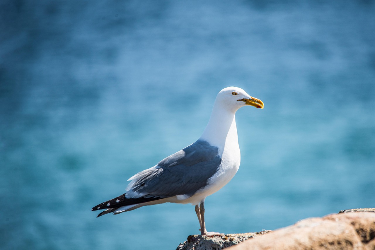 Seagull Birds Nature - Free photo on Pixabay