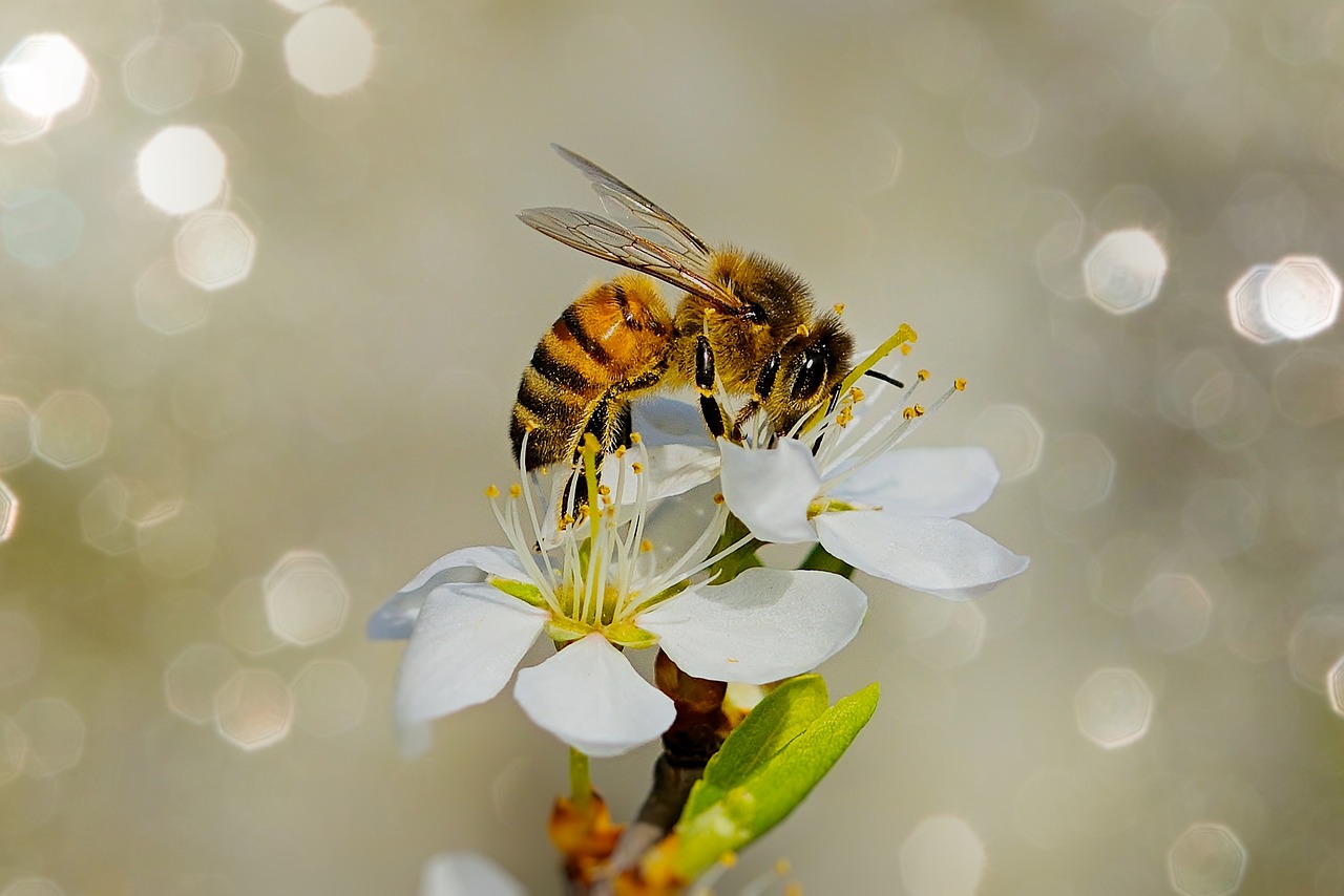 Naturaleza Abeja Polen - Foto gratis en Pixabay - Pixabay