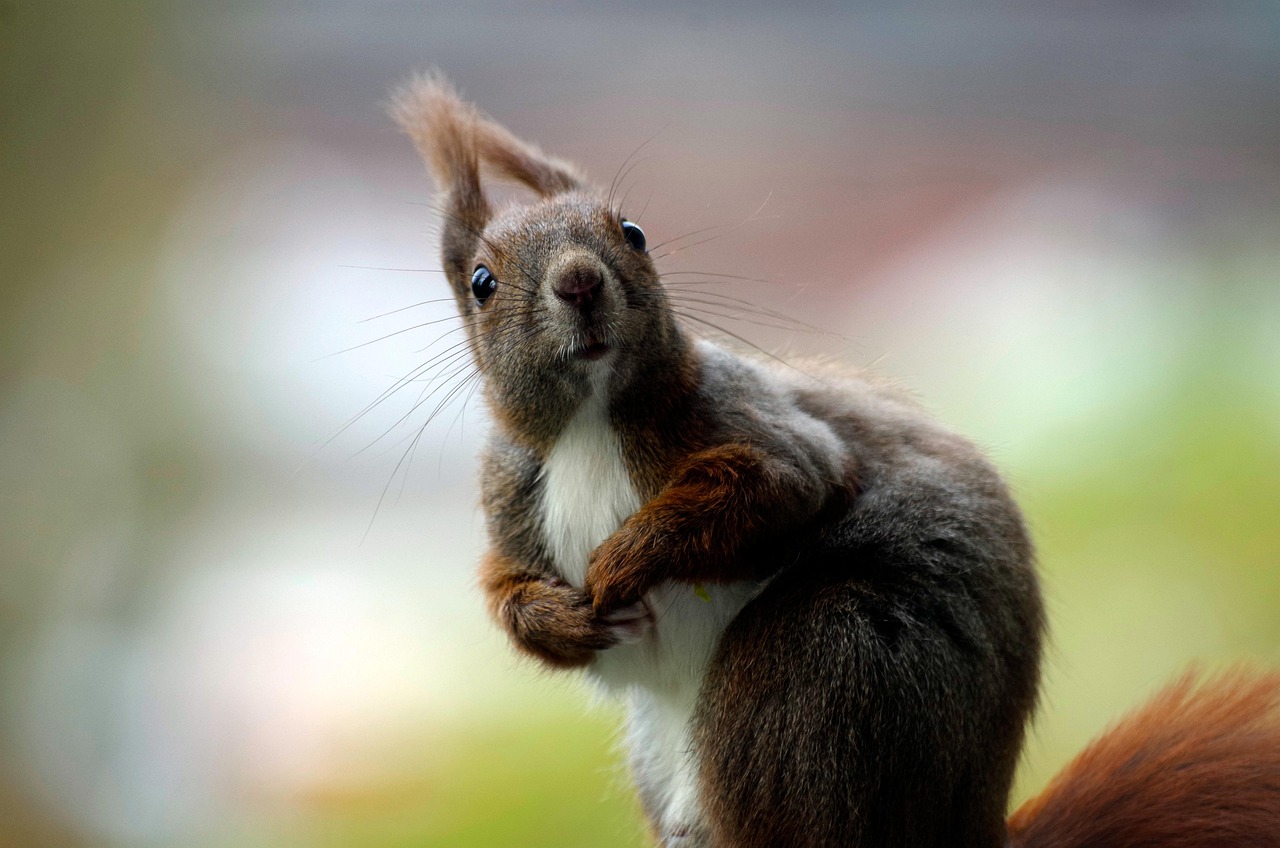 Squirrel Rodent Cute - Free photo on Pixabay