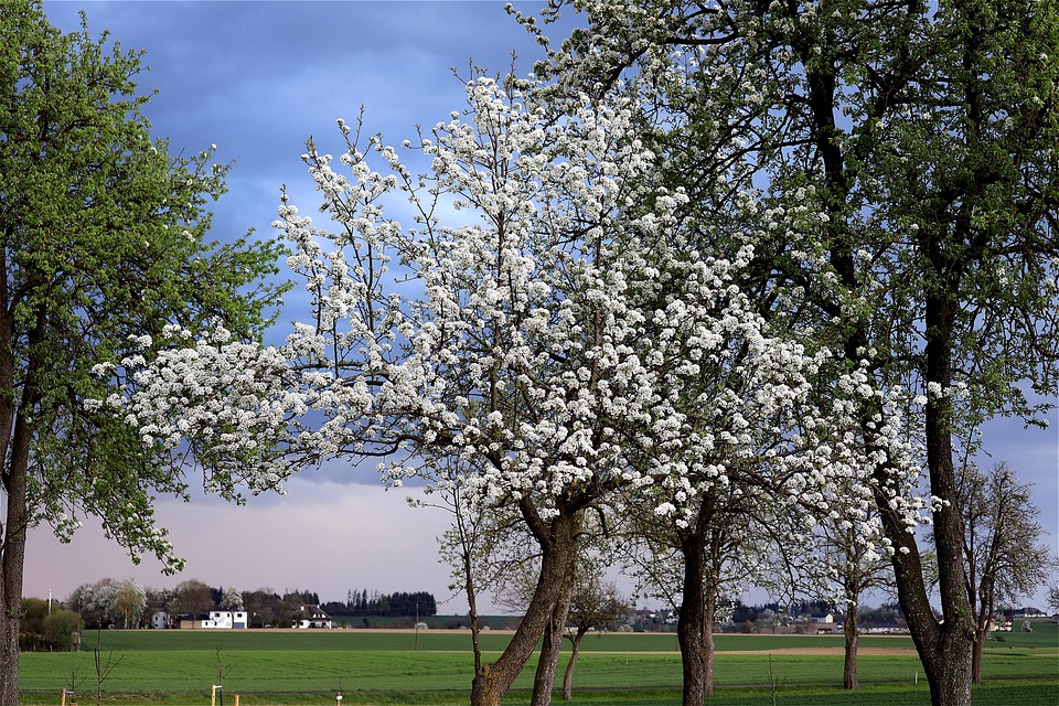 Fruit Tree Blossom Spring - Free photo on Pixabay
