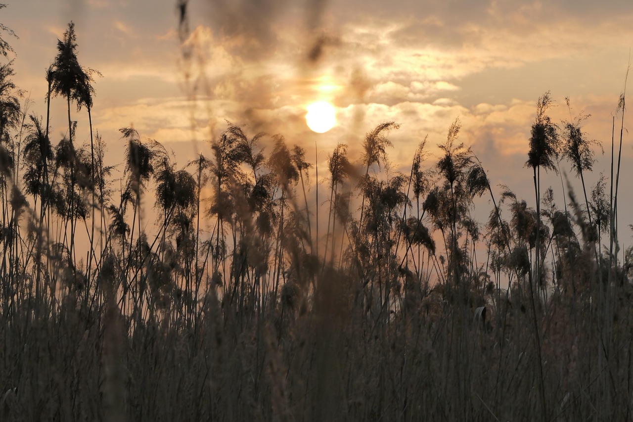 Reeds Nature Plant Brown - Free photo on Pixabay