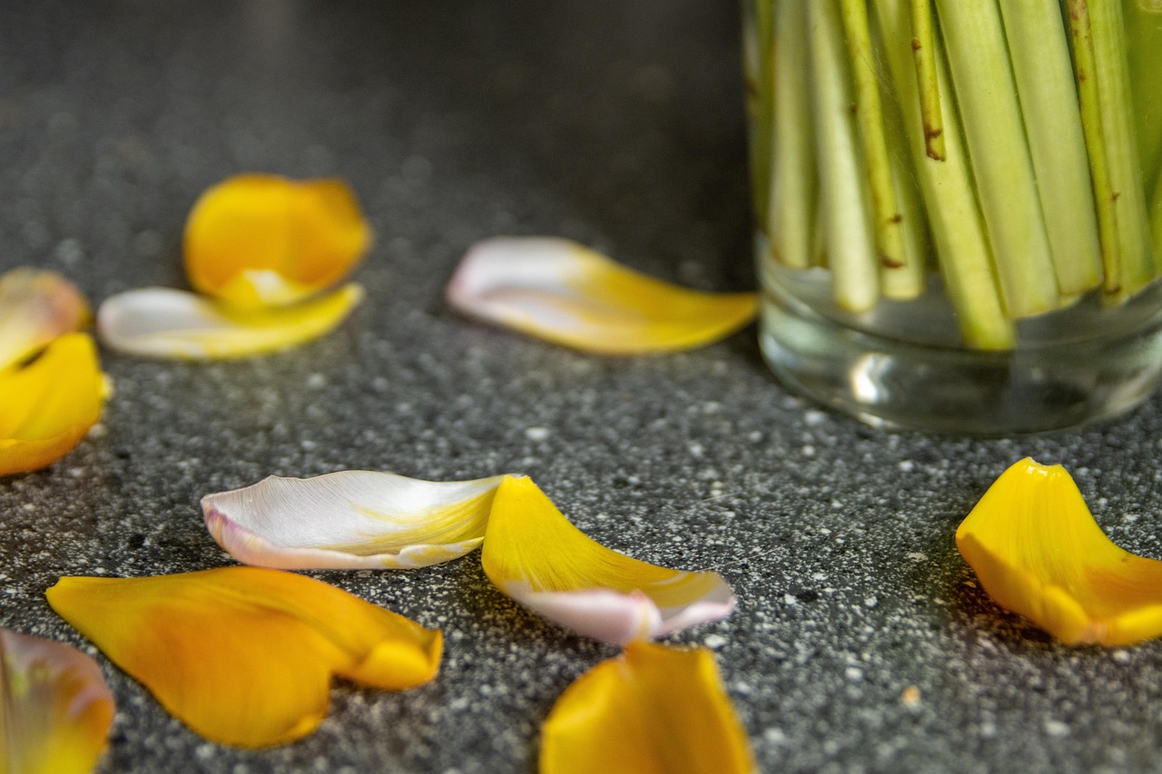 Bunga Tulip Kuning Hijau - Foto gratis di Pixabay - Pixabay