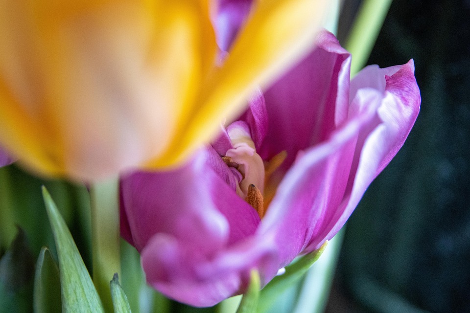 Tulip Blossom Flower - Free photo on Pixabay