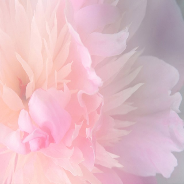 Kertas Digital Bunga Bunga-Bunga - Gambar gratis di Pixabay
