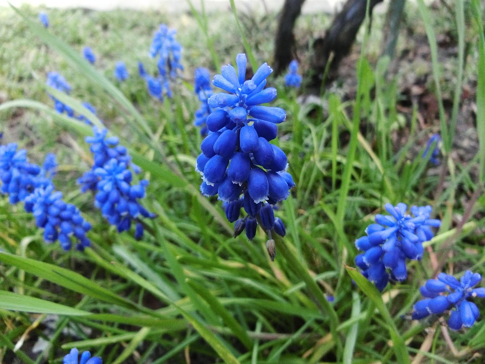 Jacinthe De Raisin Bleu Vert - Photo gratuite sur Pixabay - Pixabay