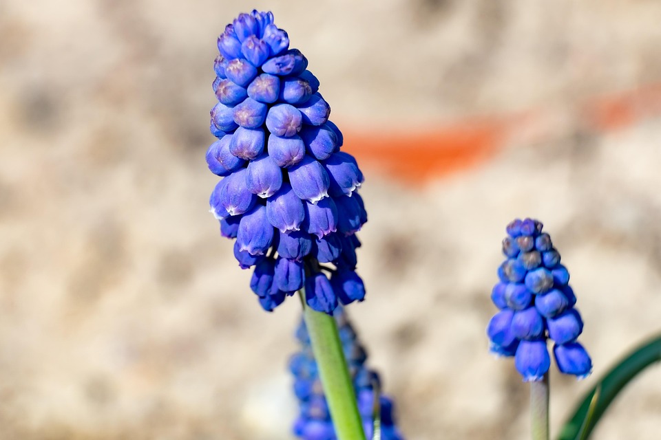 Flower Grape Hyacinth Spring - Free photo on Pixabay - Pixabay