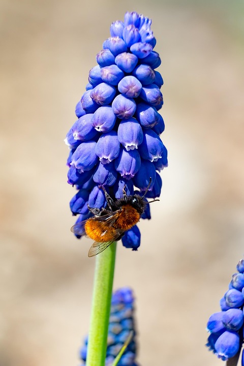 Flower Grape Hyacinth Spring - Free photo on Pixabay - Pixabay