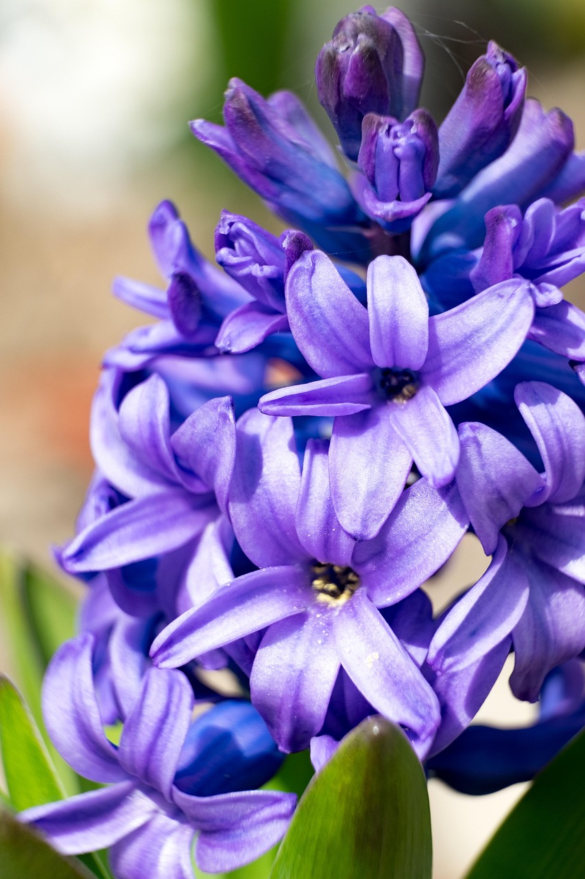 Flower Hyacinth Spring - Free photo on Pixabay