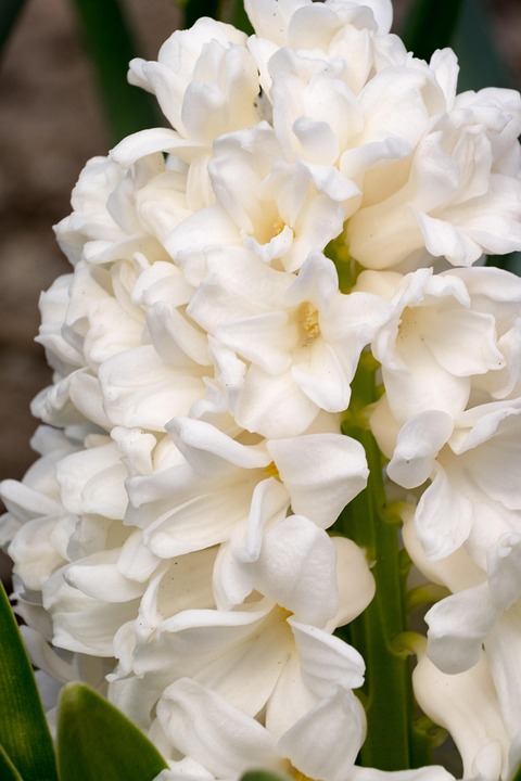 Flower Hyacinth Spring - Free photo on Pixabay - Pixabay