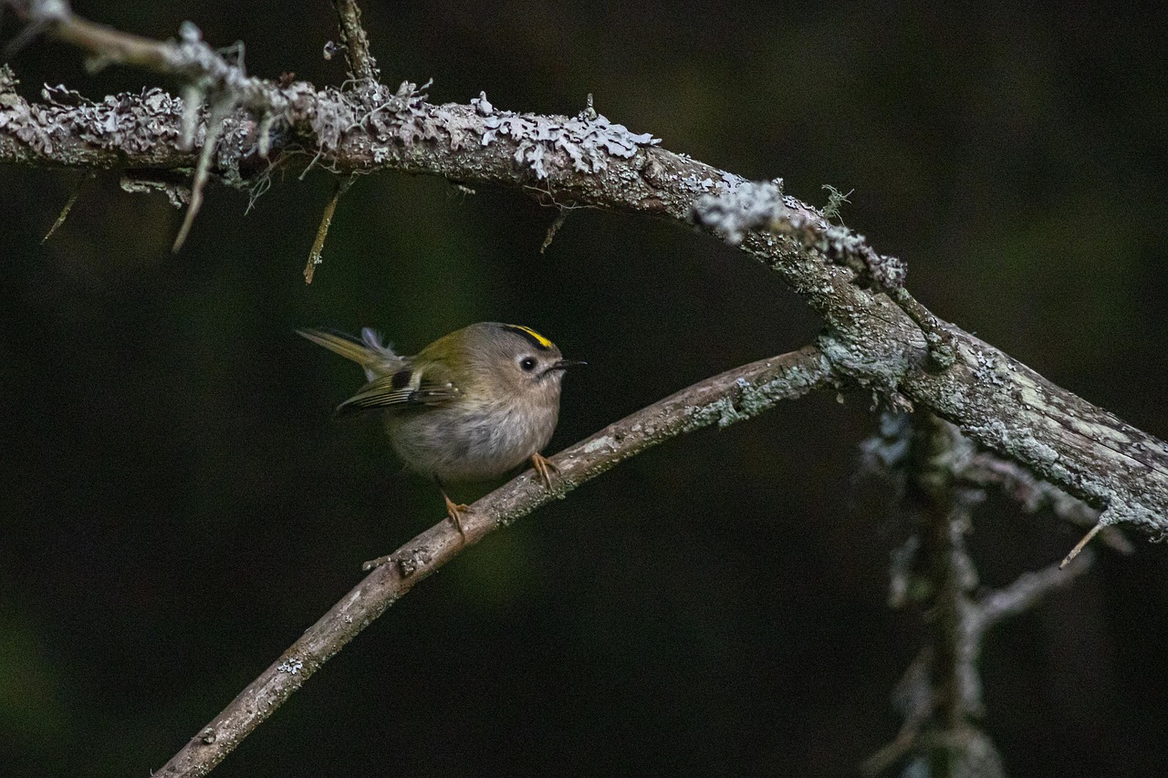 Goldcrest Regulus Bird - Free photo on Pixabay - Pixabay