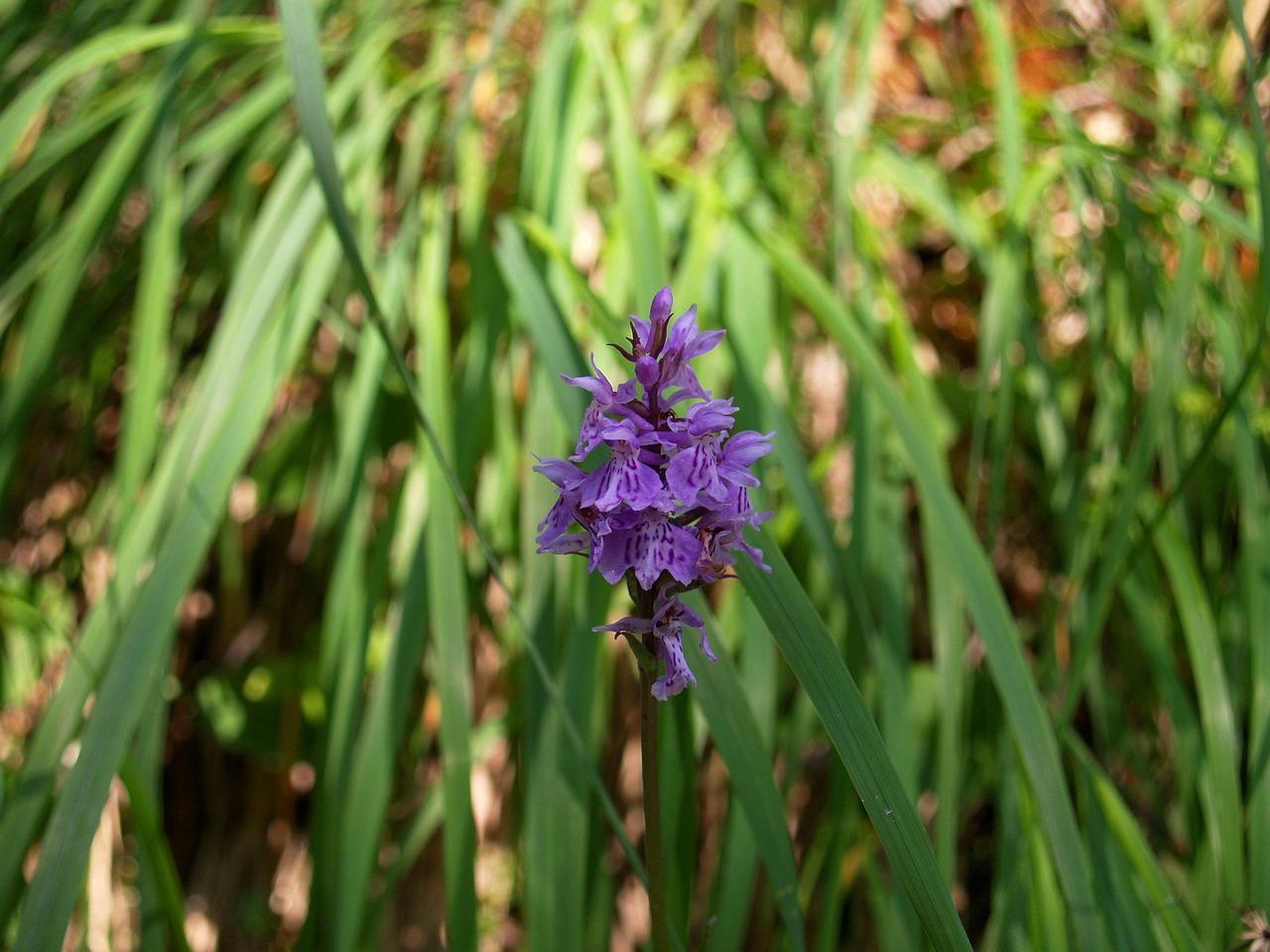 Fleur Alpine Orchidée De - Photo gratuite sur Pixabay - Pixabay