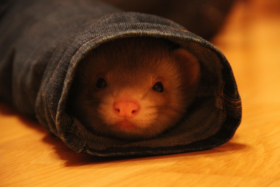 Pet Ferret Ferrets - Free photo on Pixabay