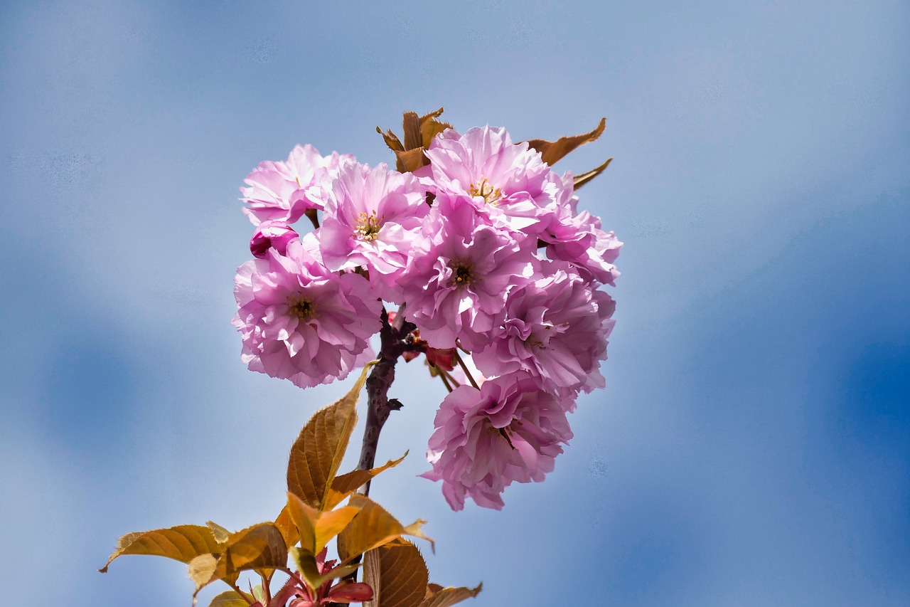 Flores Primavera Natureza - Foto gratuita no Pixabay - Pixabay