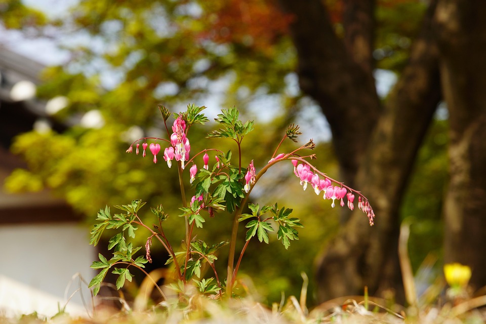 Korea Temple Flower - Free photo on Pixabay - Pixabay