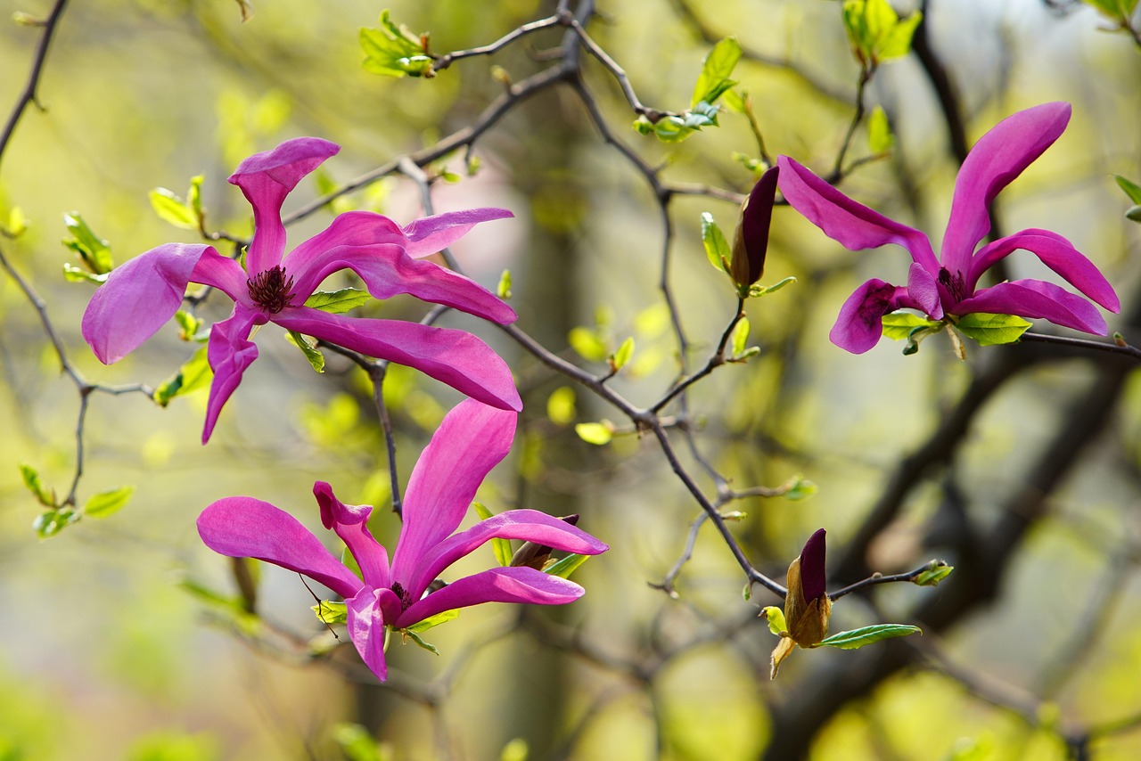 Magnolie Magnolia Grün - Kostenloses Foto auf Pixabay - Pixabay
