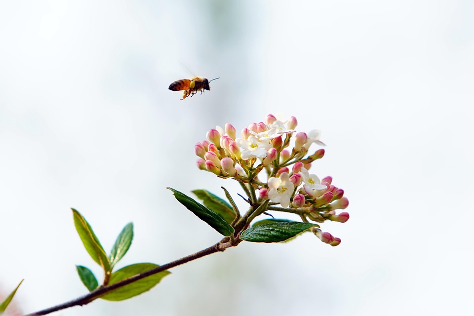 튜립 Turip Green - Pixabay의 무료 사진 - Pixabay
