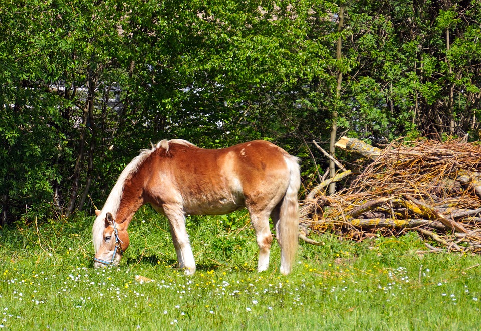 Pferd Weide Landschaft - Kostenloses Foto auf Pixabay - Pixabay